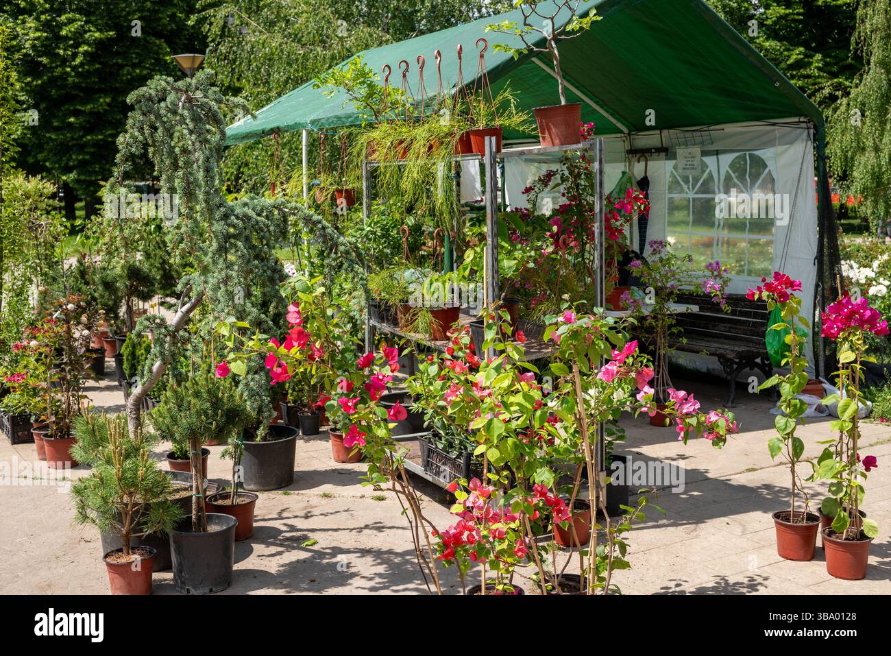 Spring flower market in Manjez park in downtown Belgrade, Serbia on 11 ...
