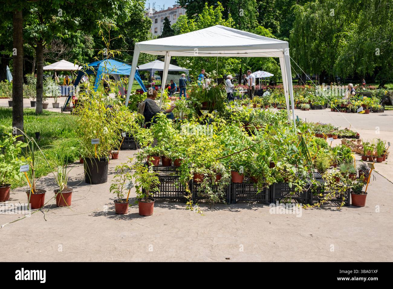 Spring flower market in Manjez park in downtown Belgrade, Serbia on 11 ...