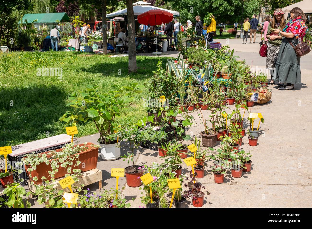 Spring flower market in Manjez park in downtown Belgrade, Serbia on 11 ...
