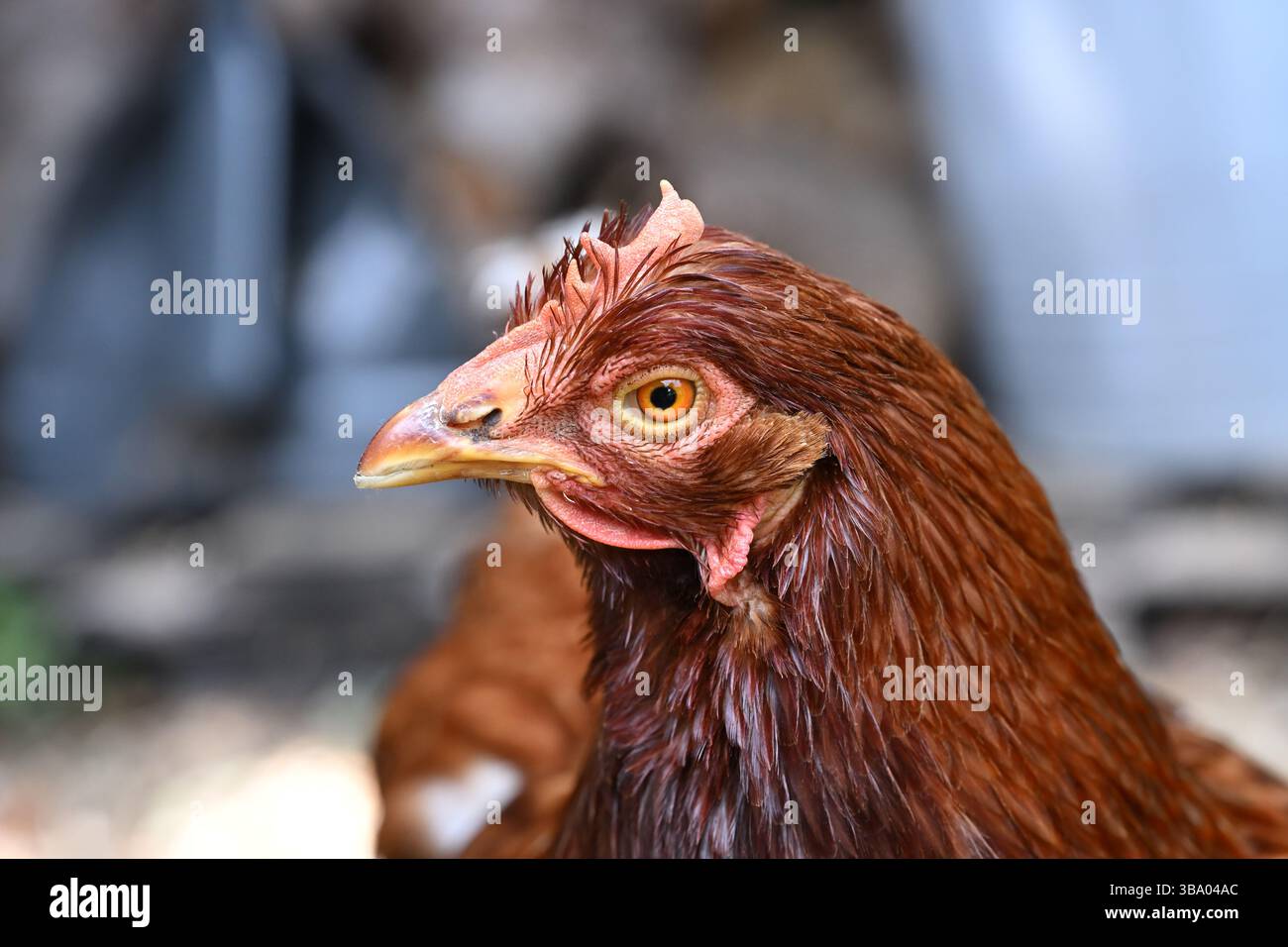 English bird photo hi-res stock photography and images - Alamy