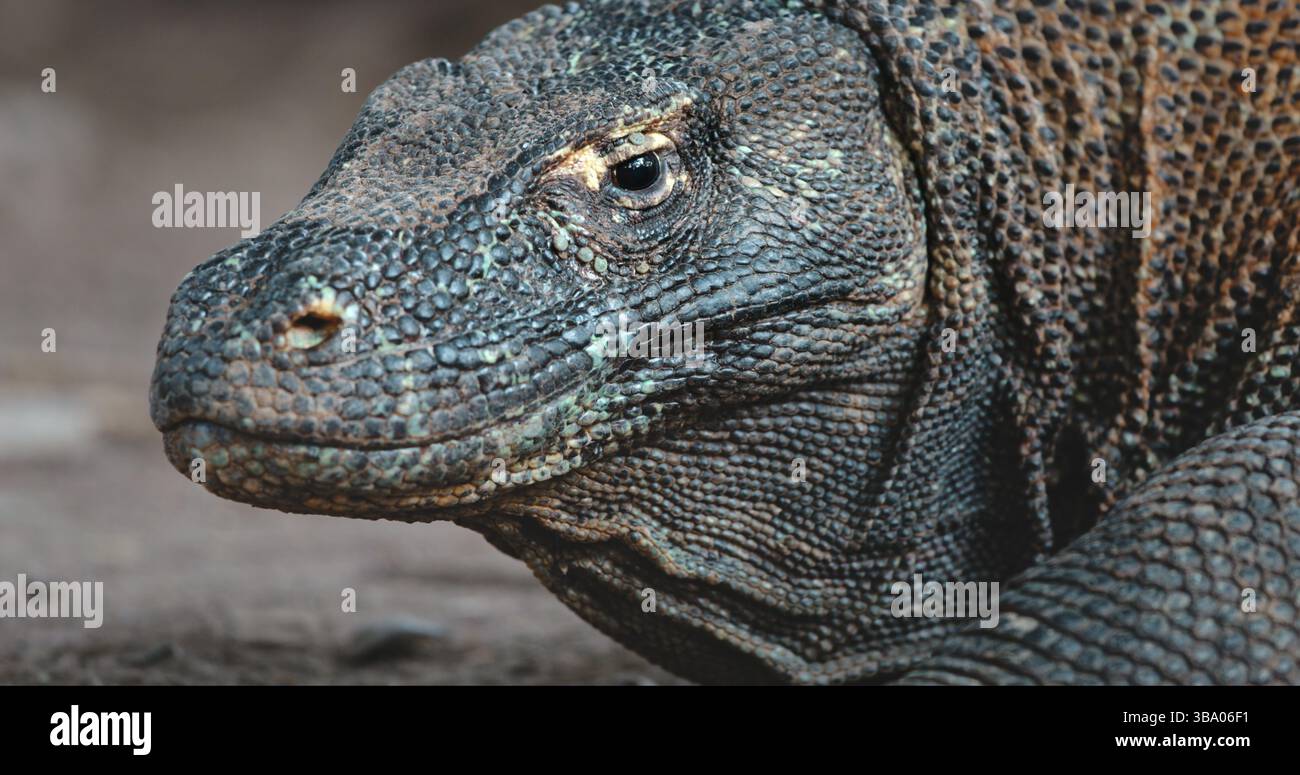 Komodo dragon, the largest living lizard species, is resting on the ...