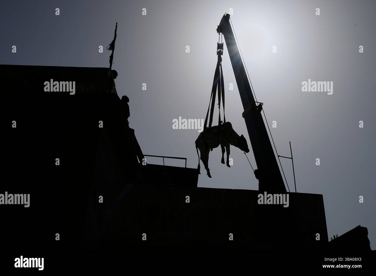 A vendor uses a crane to bring a bull down from the rooftop his house ...