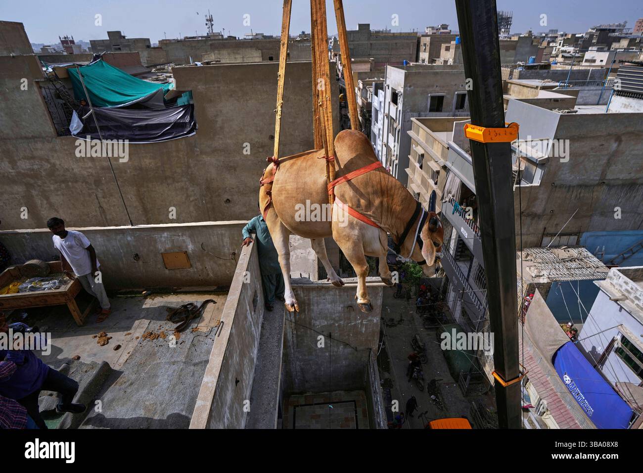 A vendor uses a crane to bring a bull down from the rooftop of his ...