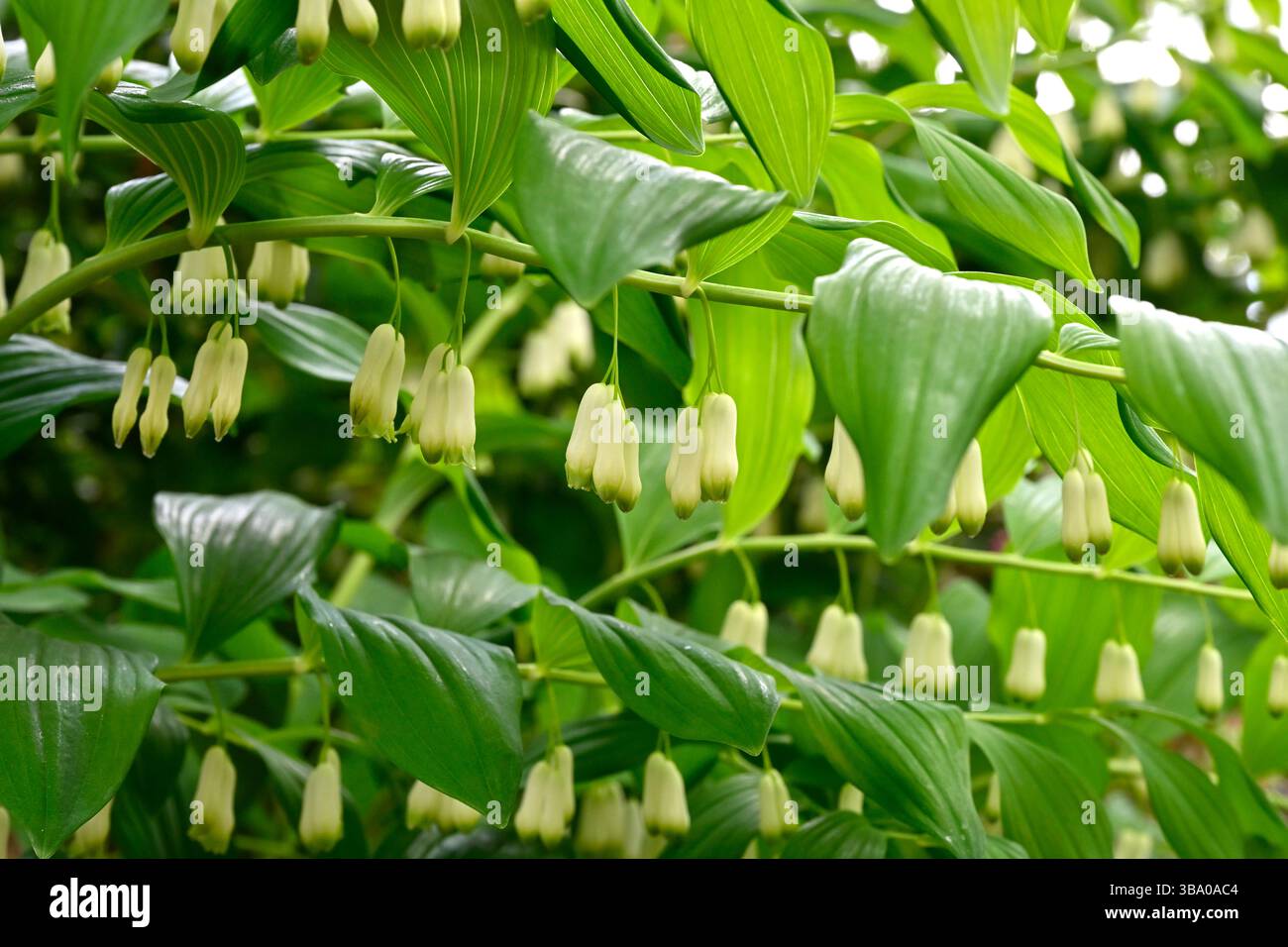 Delicate white spring flowers of Solomon's seal, Polygonatum × hybridum ...
