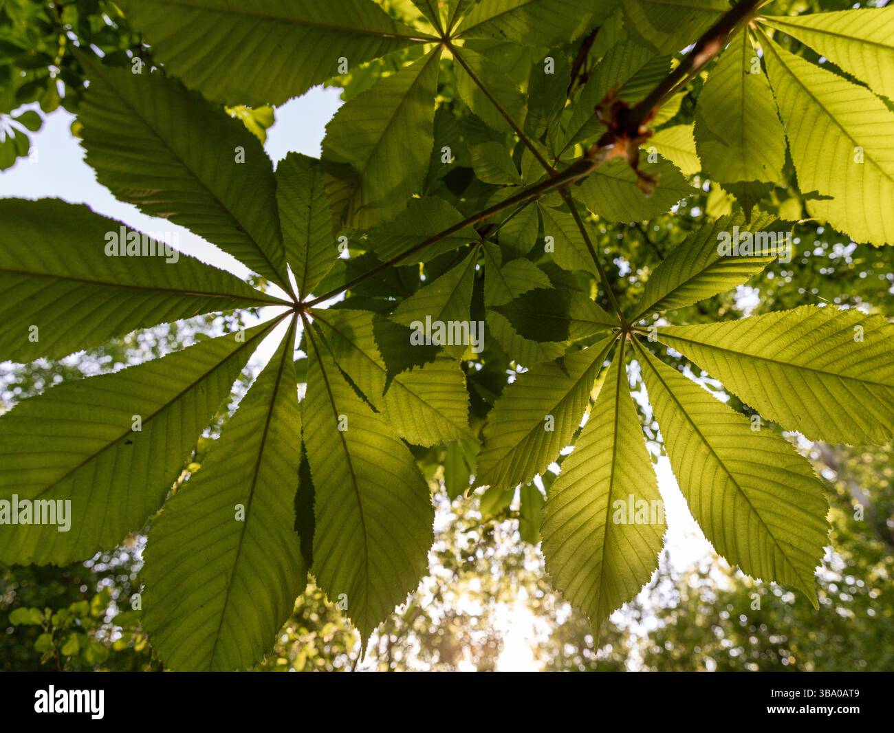 Backlit horse chestnut leaf in spring forest, view from below Stock ...