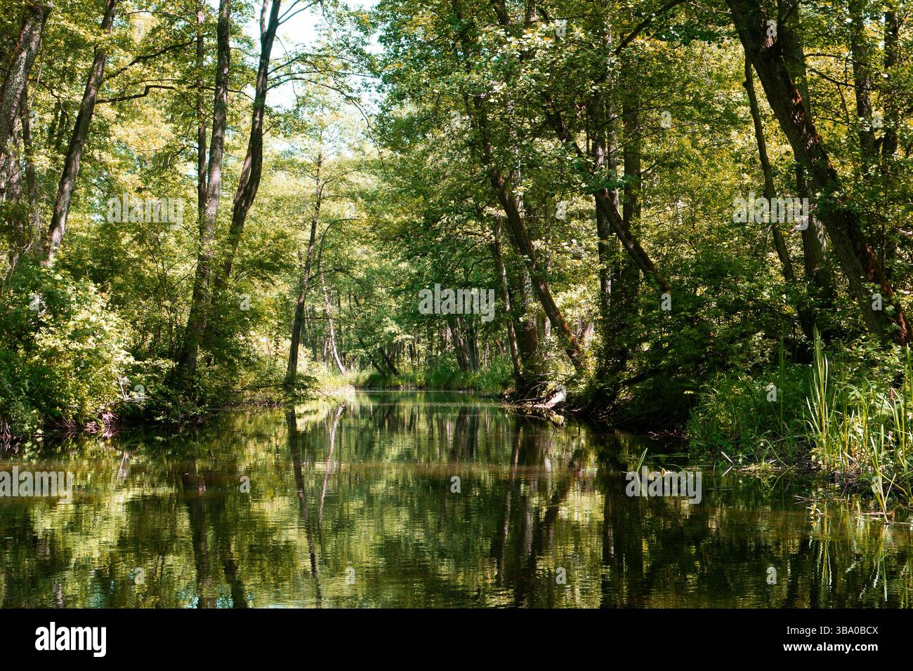Forest river with reflection. Calm water among trees. Green nature ...