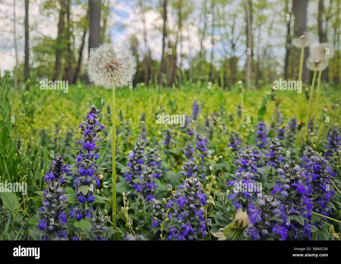Close-up dandelion blowball grow in the spring meadow through purple ...