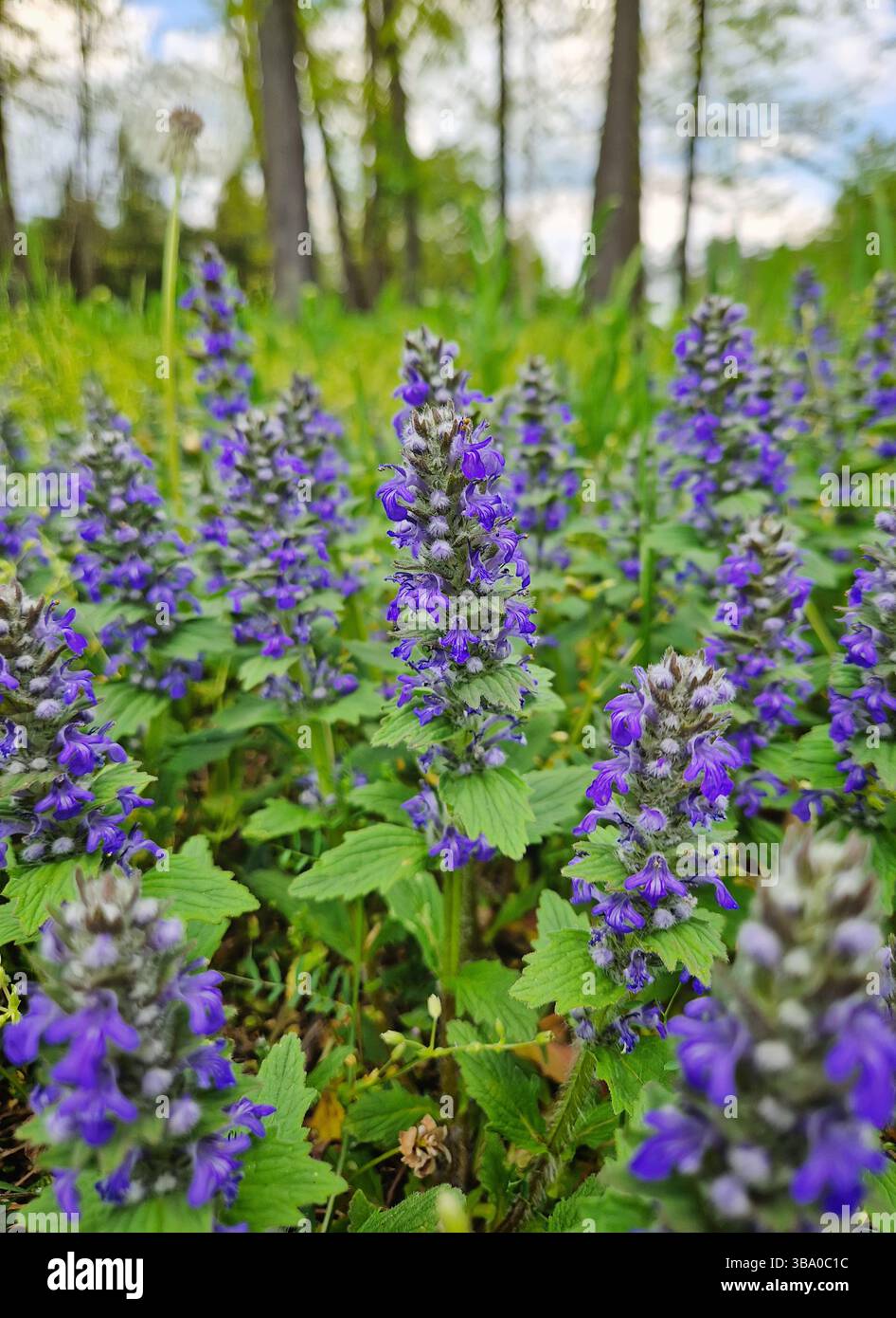 Violet wildflowers blooming in smartphone stock photos and images - Alamy