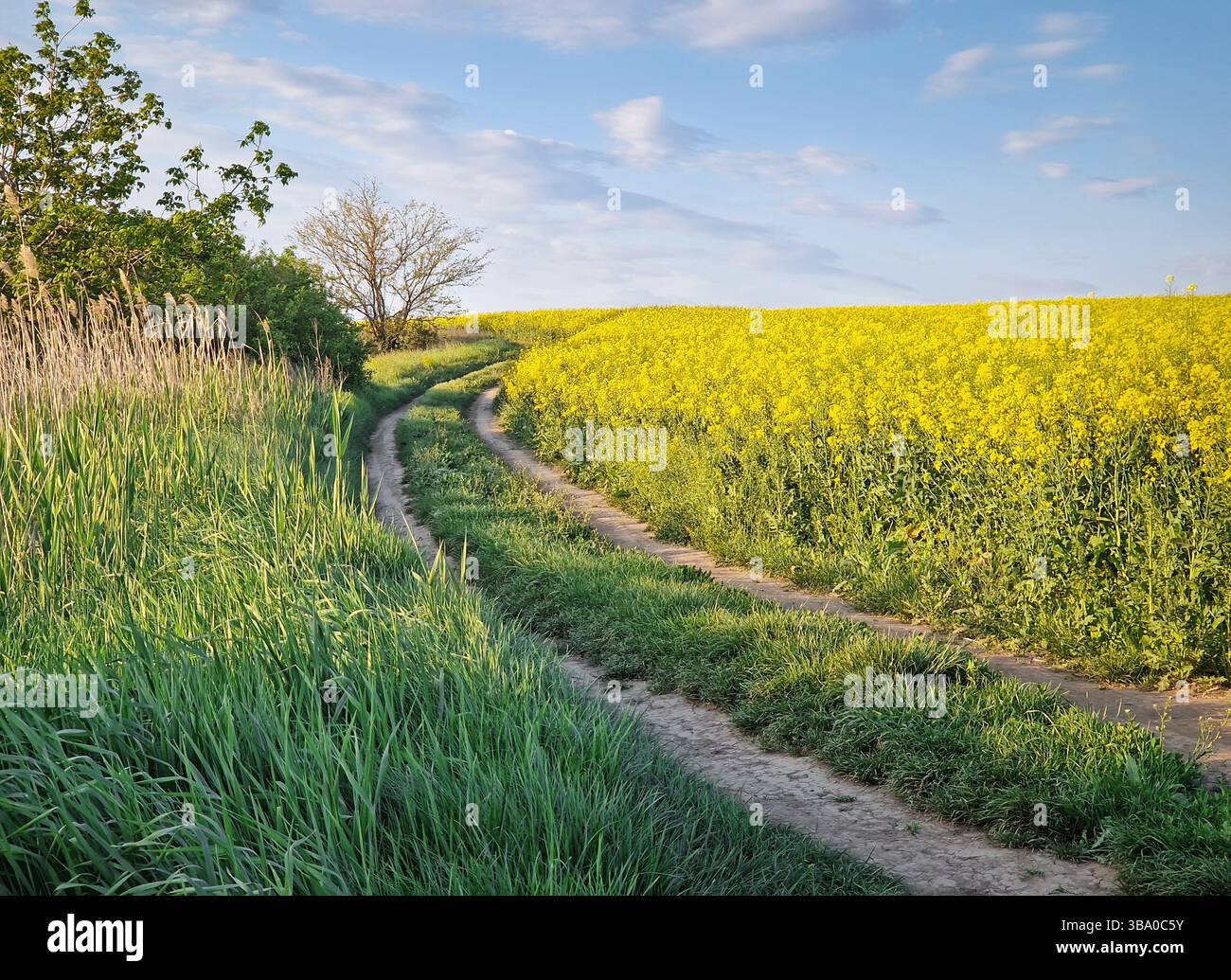 Blooming blue forest flowers smartphone stock photos and images - Alamy