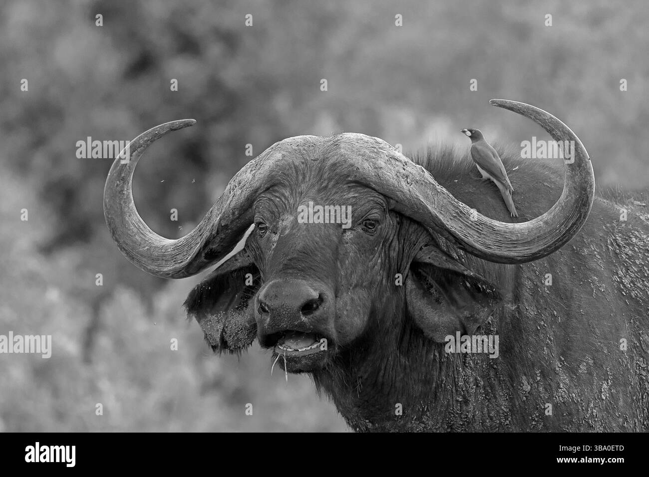 Bovid species Black and White Stock Photos & Images - Alamy