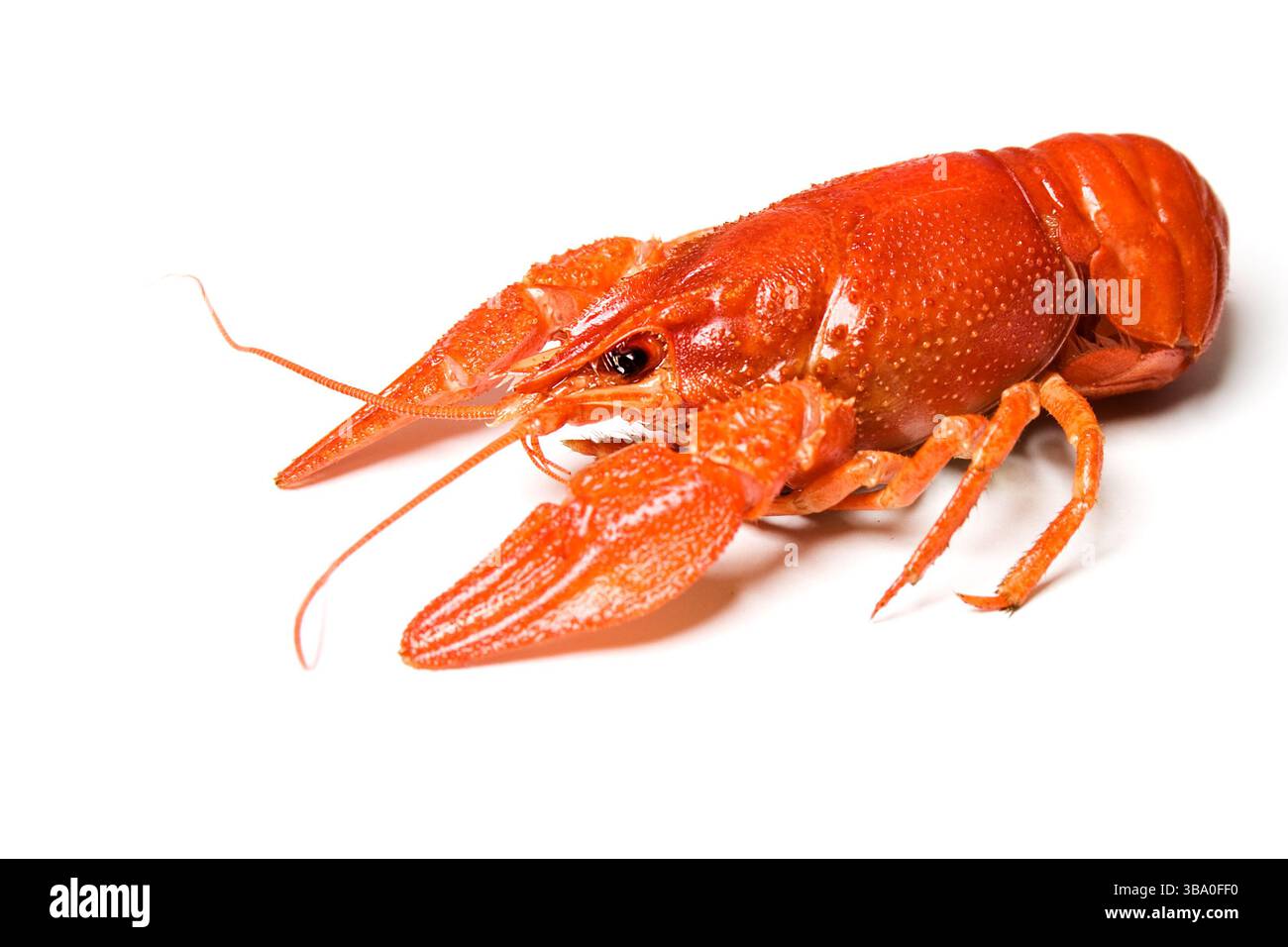 Hot boiled crawfish on white background Stock Photo - Alamy
