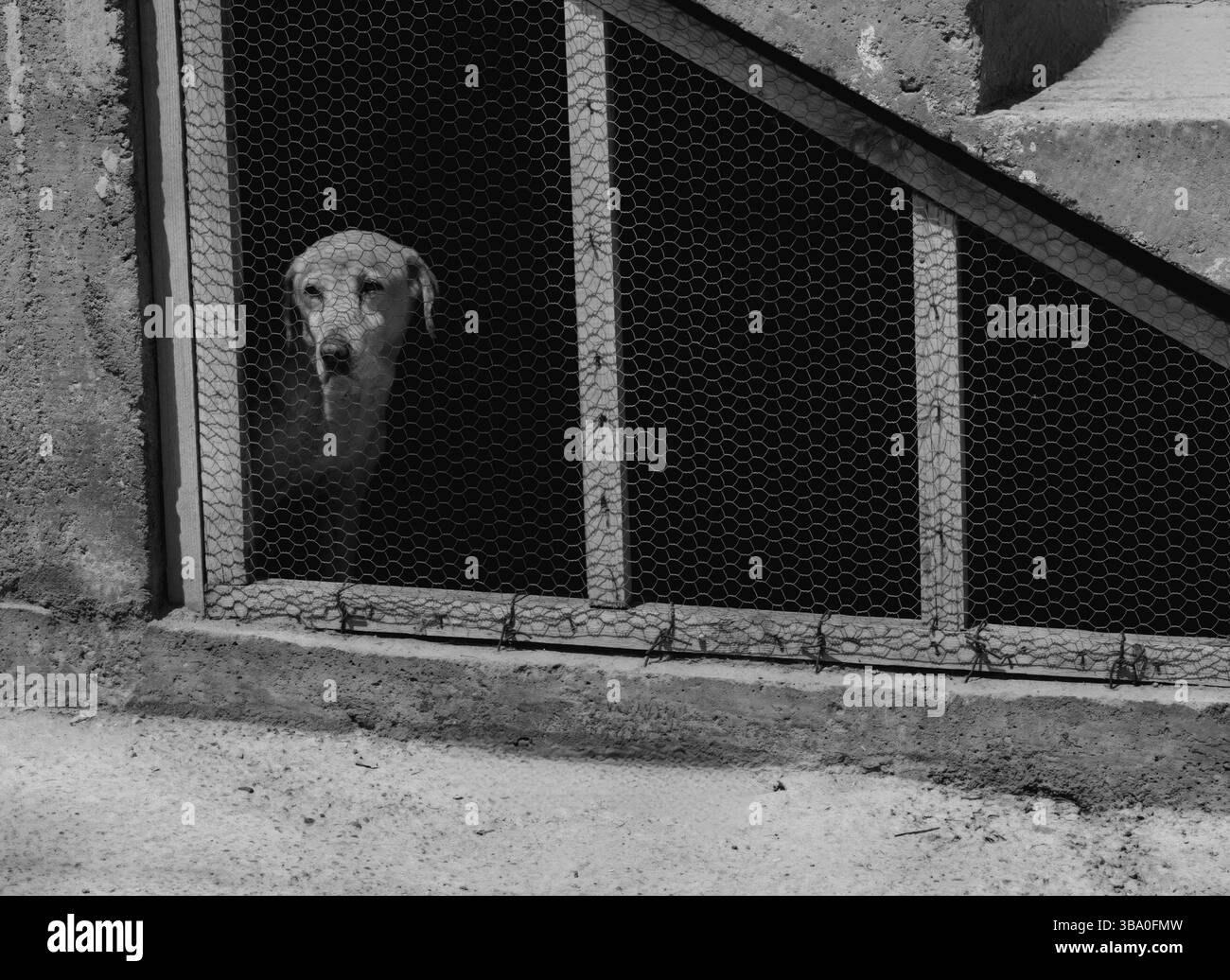 Imprisoned gaze hi-res stock photography and images - Alamy