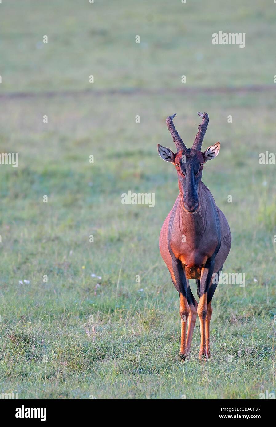 Topi antelope (Damaliscus lunatus jimela) standing alert in the ...