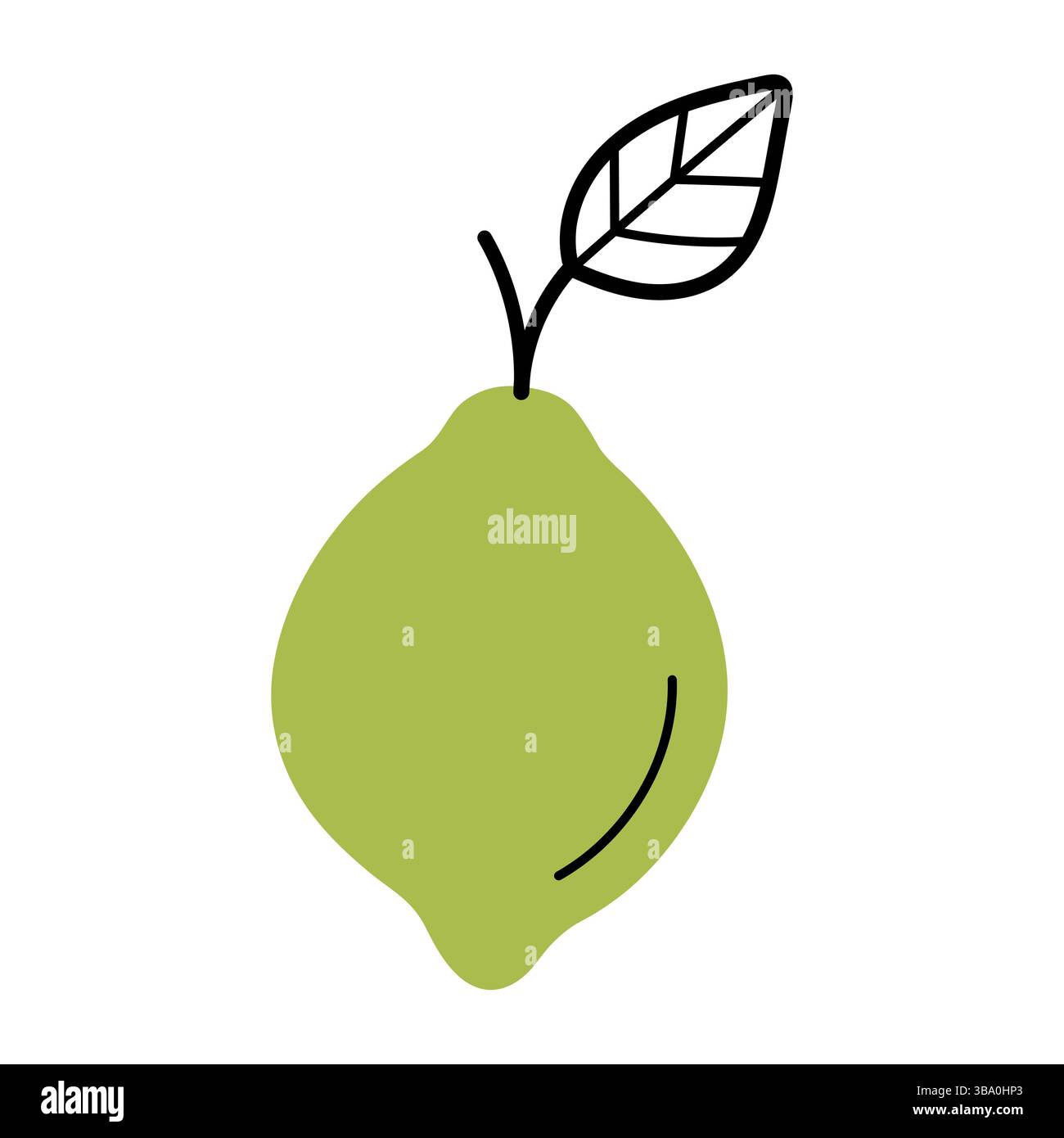 Whole fresh lime with twig and leaf. Hand drawn sketch icon of citrus ...