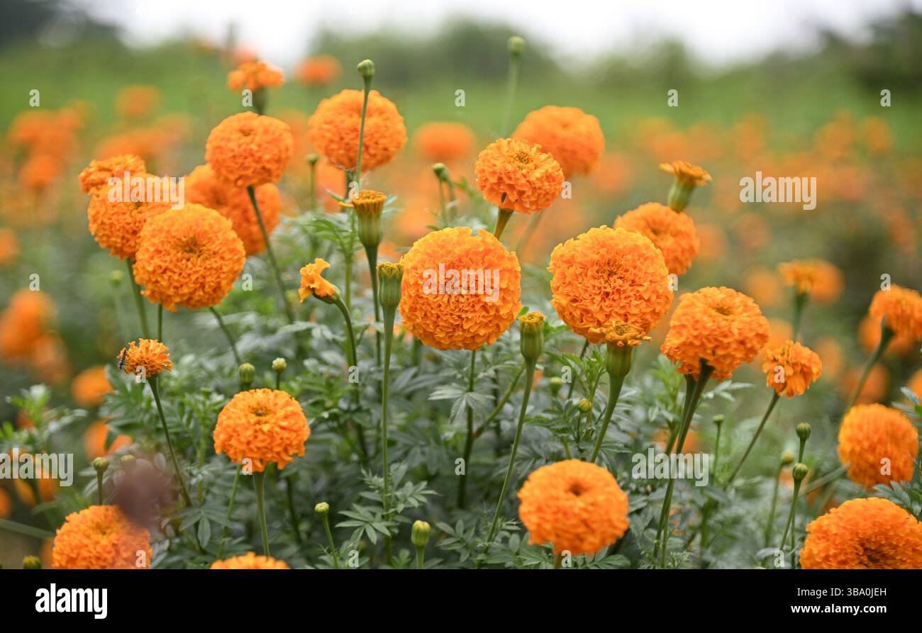 Marigold cultivation 2 jpg hi-res stock photography and images - Alamy