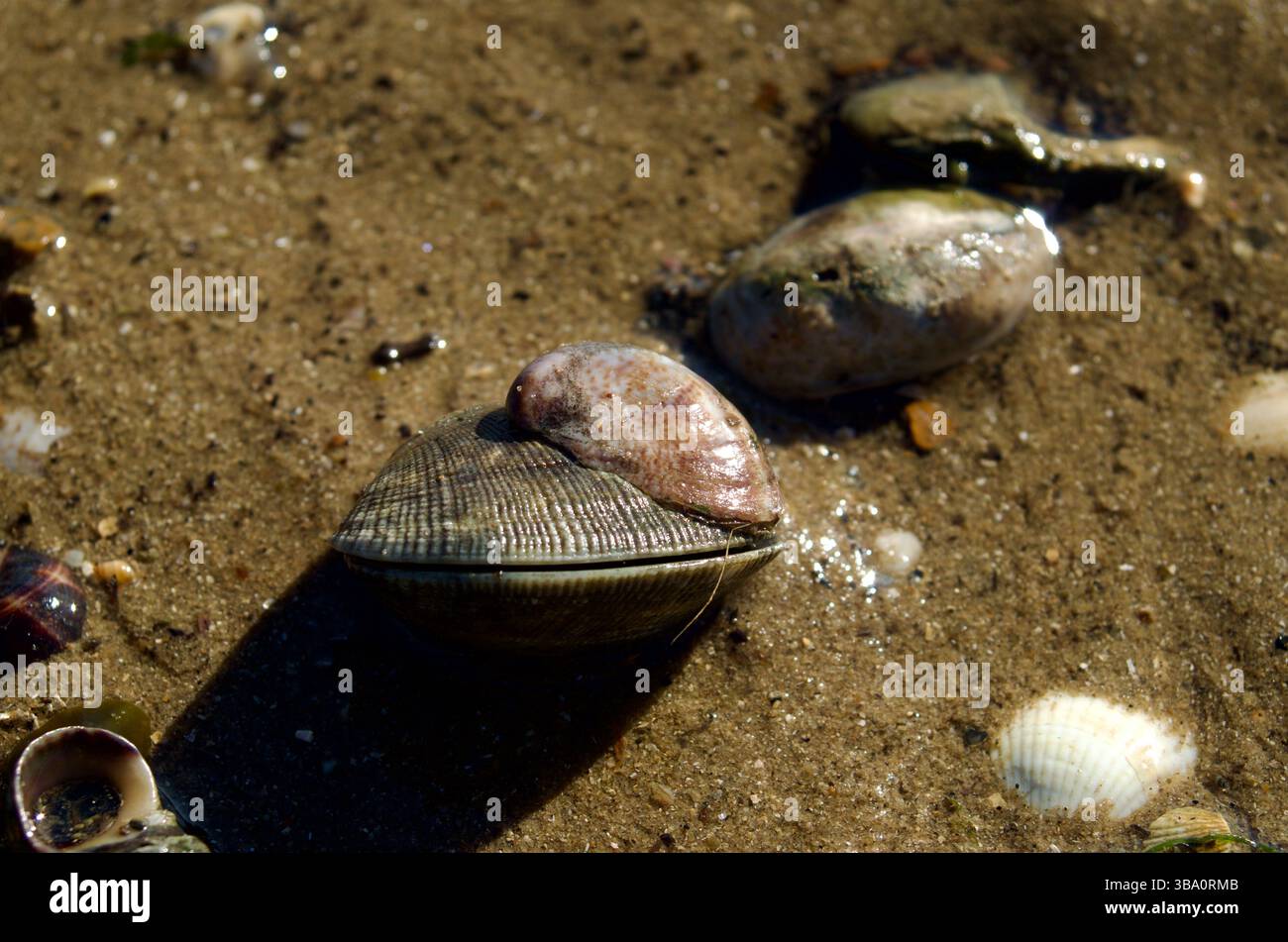 A solitary clam shell rests on the wet sand of a beach Stock Photo - Alamy