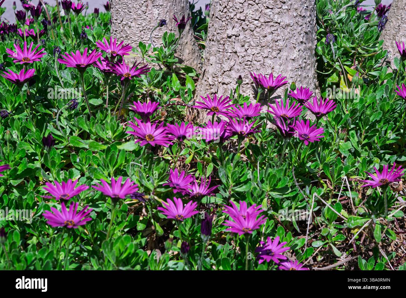 A vibrant display of purple African daisies (Osteospermum) surrounds ...