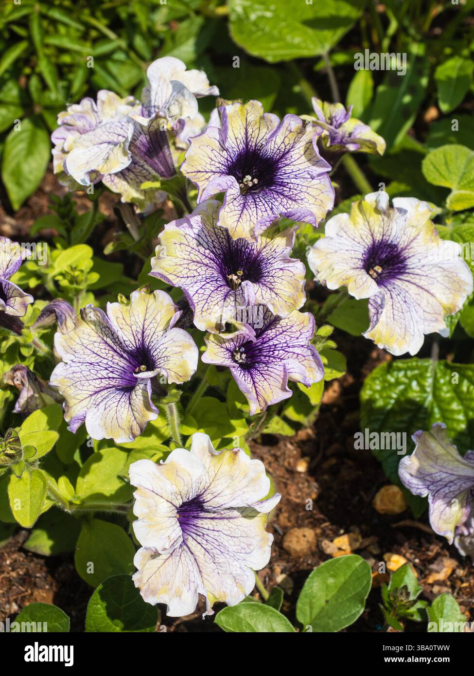 Purple veined white and green flowers of the tender bedding and ...