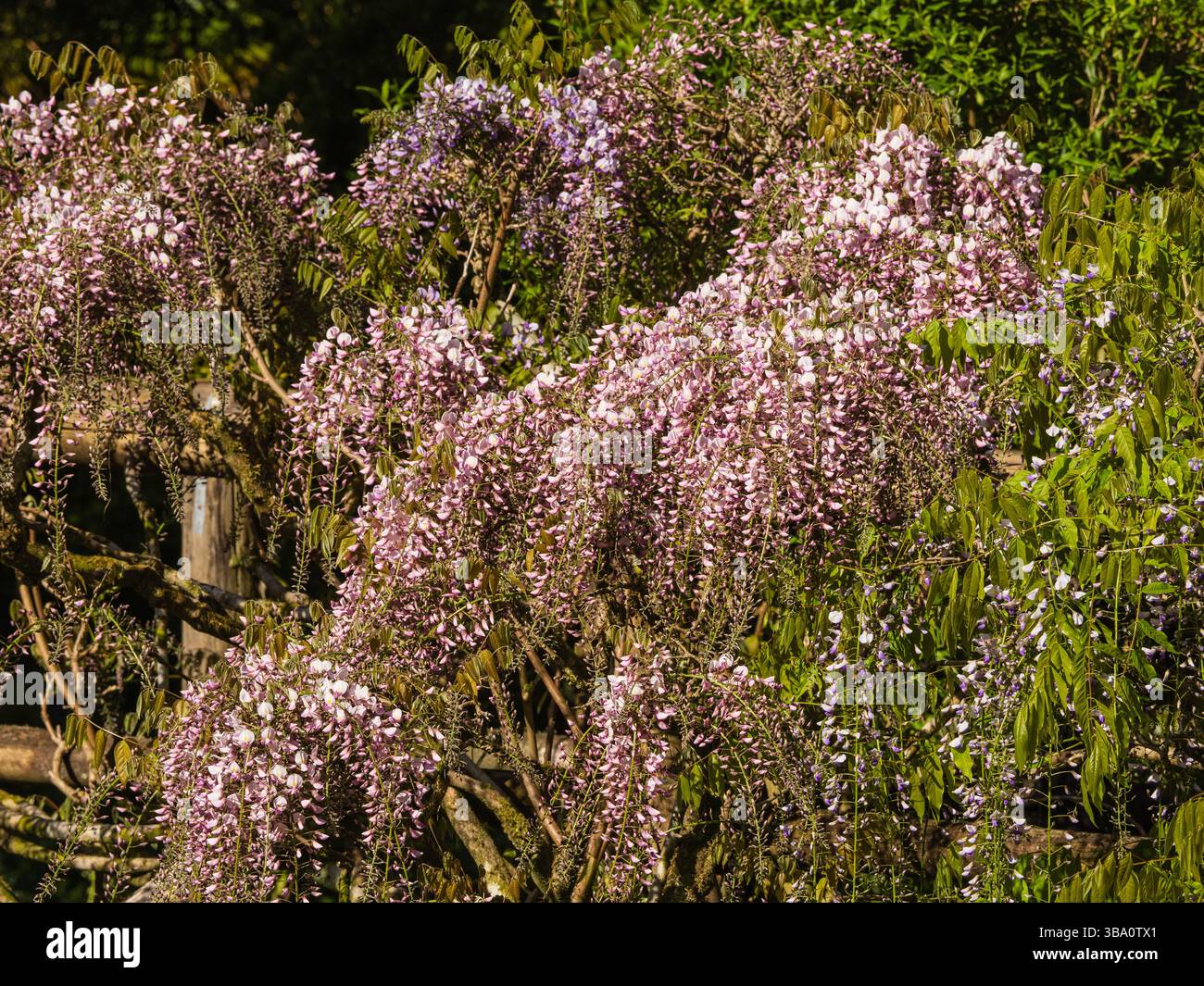Pink and white flowers of the late spring blooming hardy climber ...