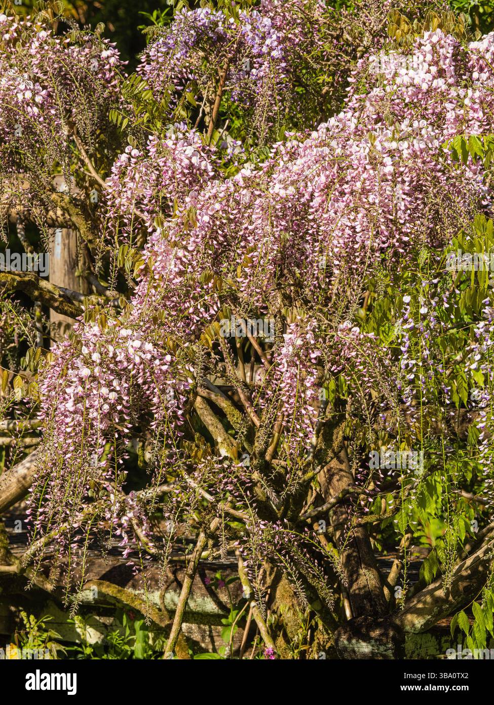 Pink and white flowers of the late spring blooming hardy climber ...