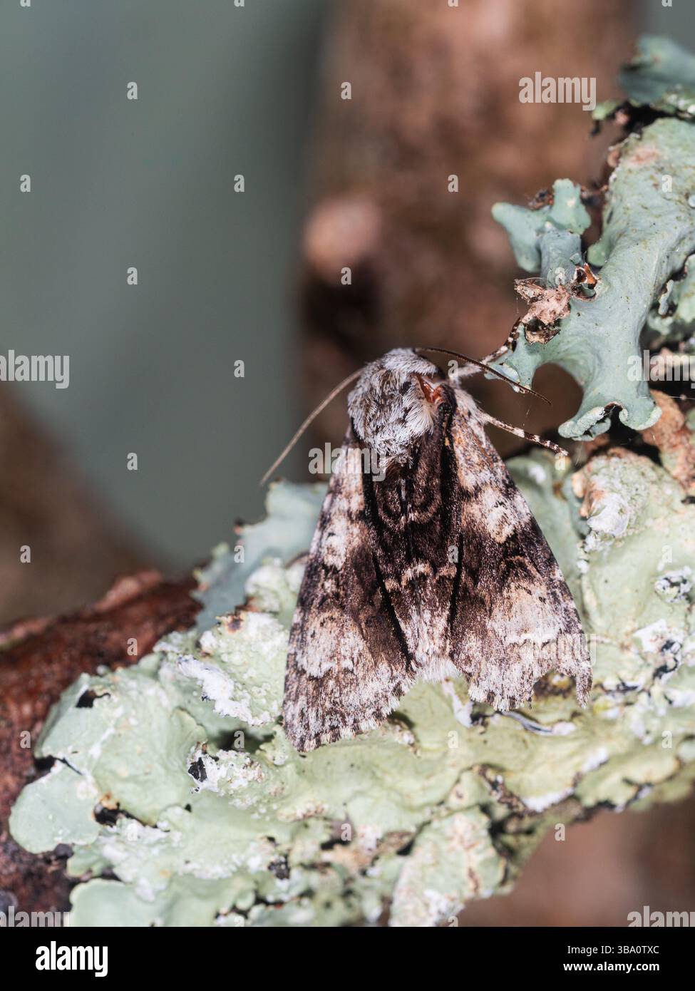 Late spring to early summer flying UK Alder moth, Acronicta alni in a ...