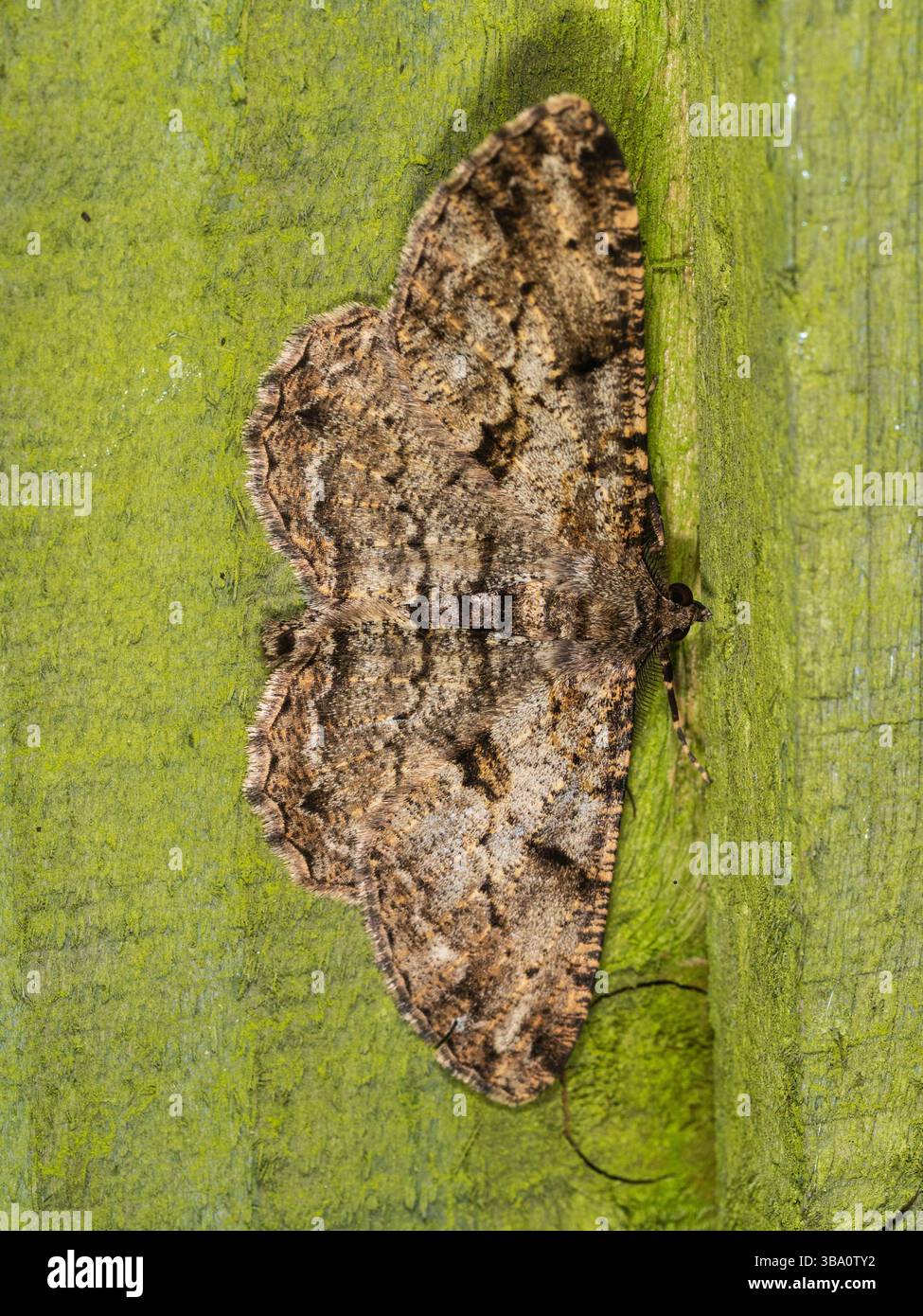 Top view of the UK night flying Willow Beauty moth, Peribatodes ...