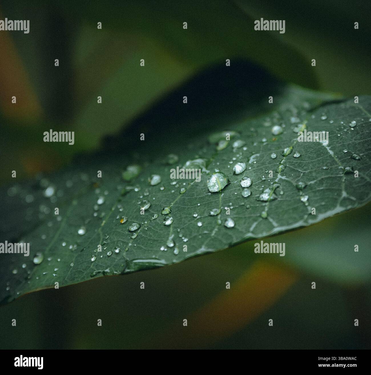 close-up of a green leaf with fresh rain droplets, shot taken in ...