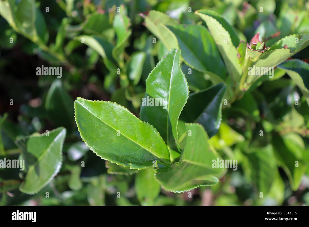 Top-down close-up of green tea leaves, capturing the sunlight ...