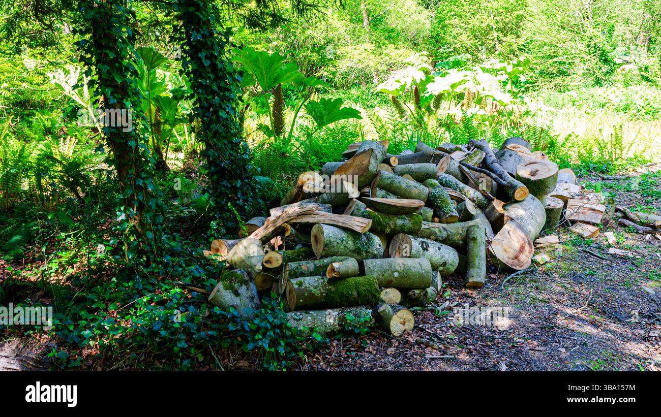 Fresh cut log pile drying outdoors ready for winter burning Stock Photo ...