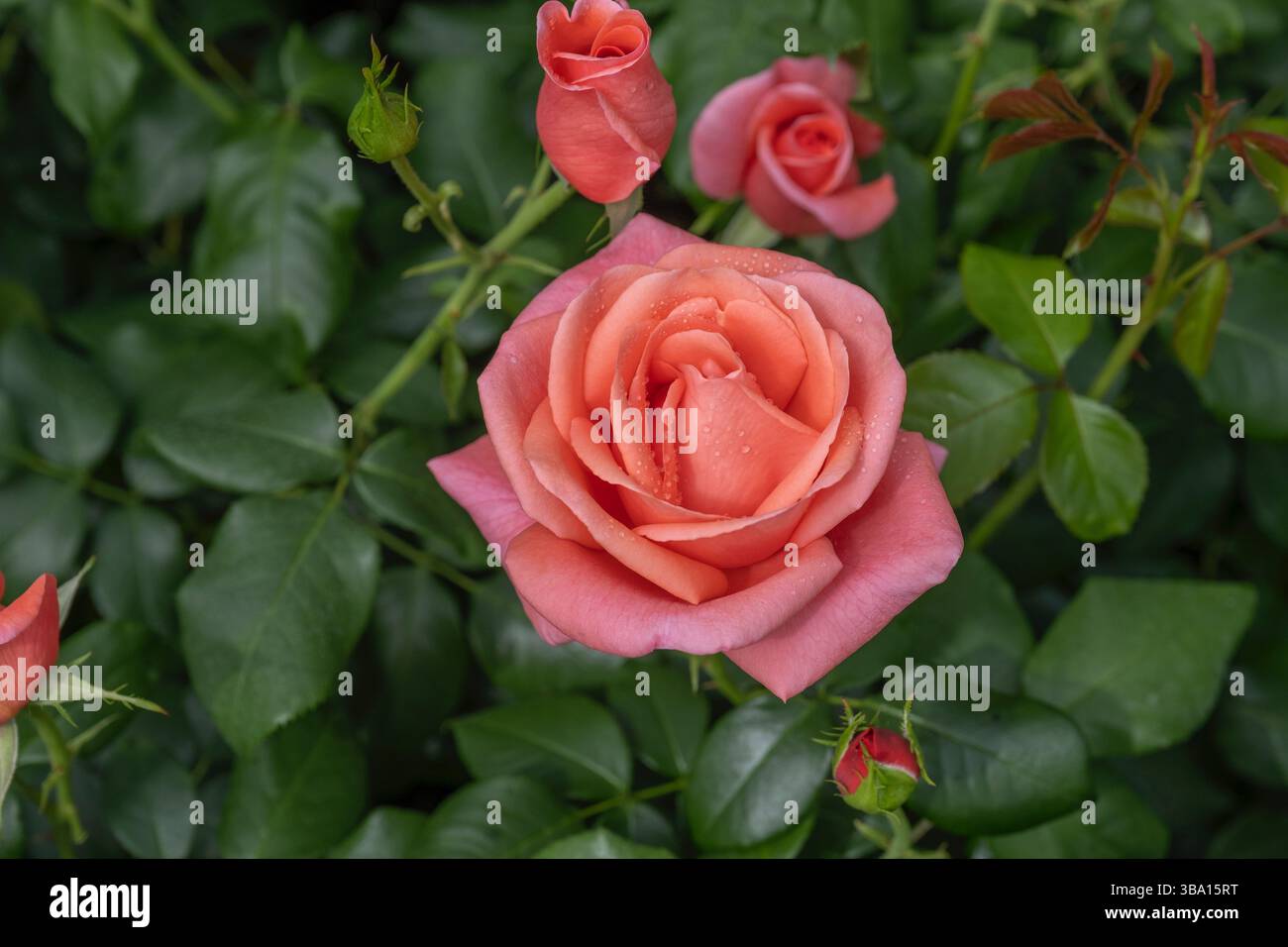 Non Exclusive: The RHS has named a rose, bred by Harkness Roses, for ...