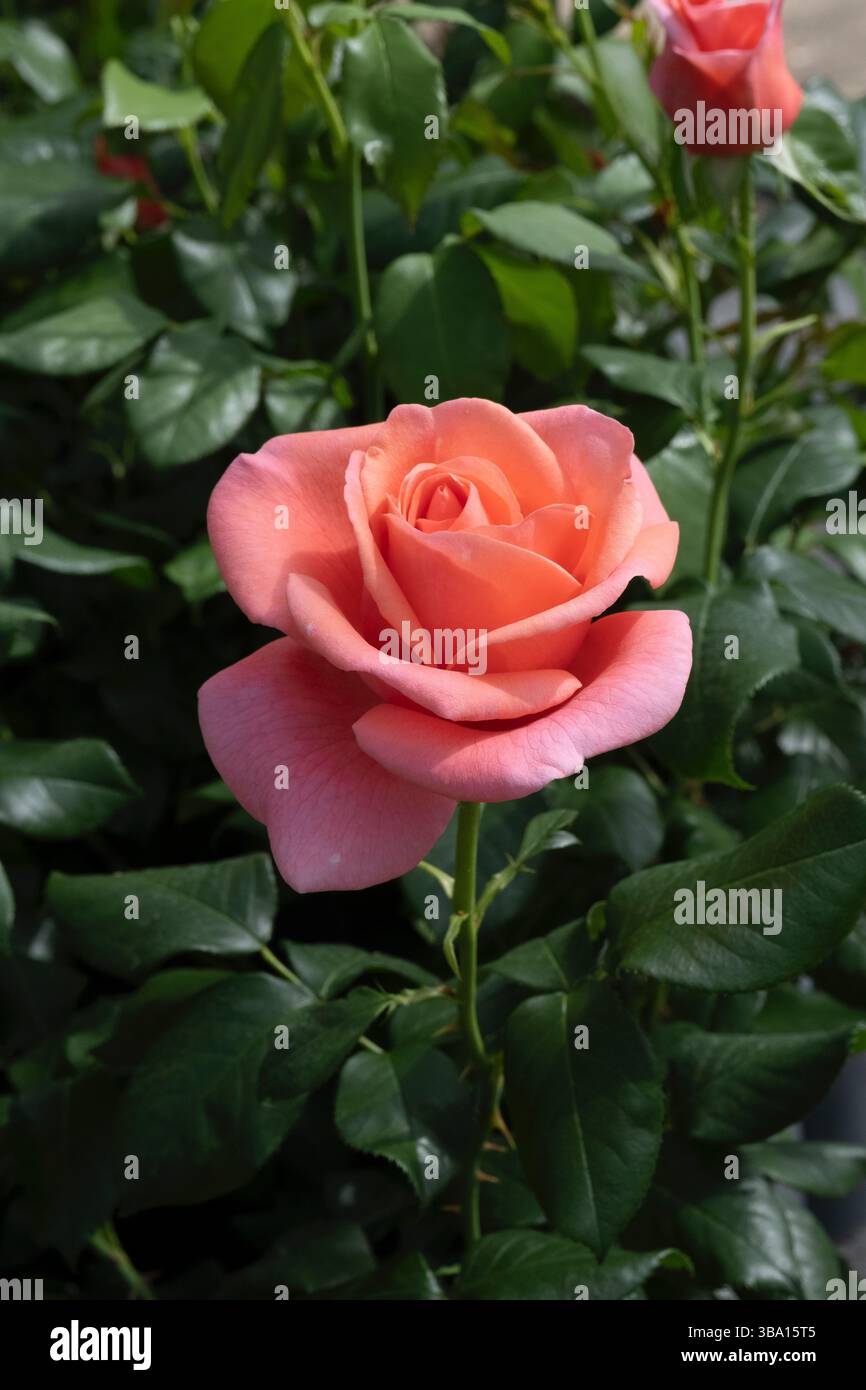 Non Exclusive: The RHS has named a rose, bred by Harkness Roses, for ...
