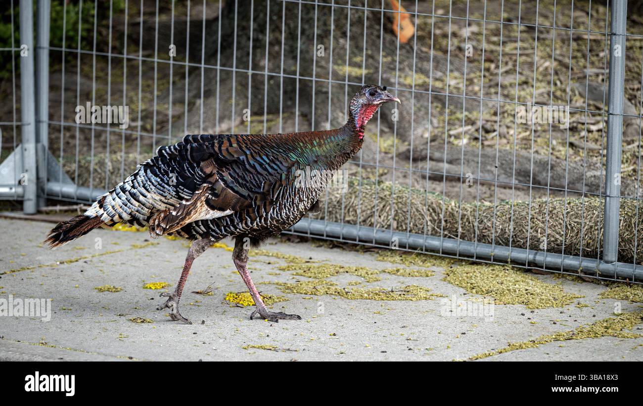 Turkey walks along a public sidewalk Stock Photo - Alamy