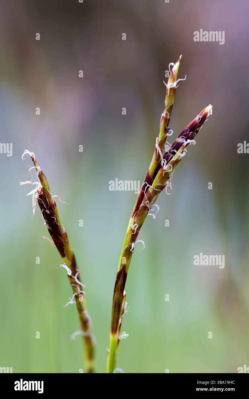 Carex sedges hi-res stock photography and images - Alamy