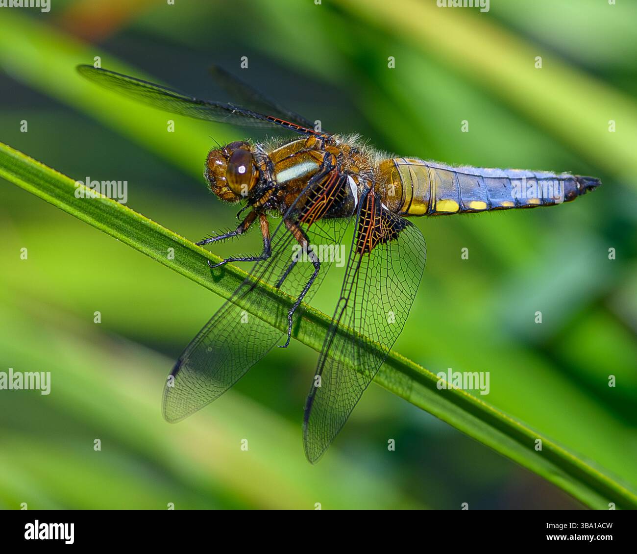 Broad-bodied Chaser,Dragonfly in Oxfordshire,Uk Stock Photo - Alamy