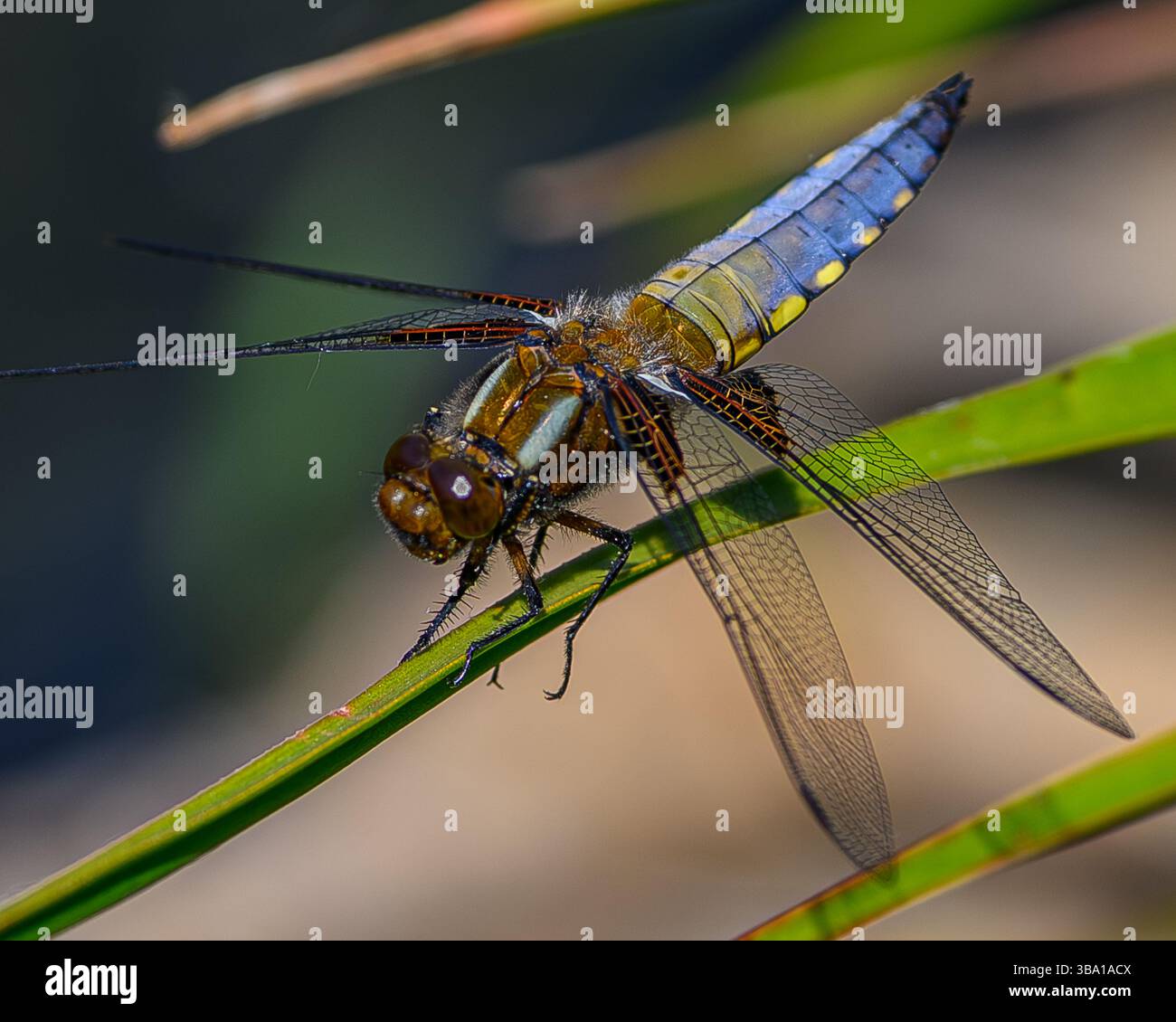 Broad-bodied Chaser,Dragonfly in Oxfordshire,Uk Stock Photo - Alamy