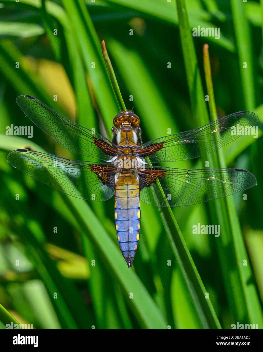 Broad-bodied Chaser,Dragonfly in Oxfordshire,Uk Stock Photo - Alamy
