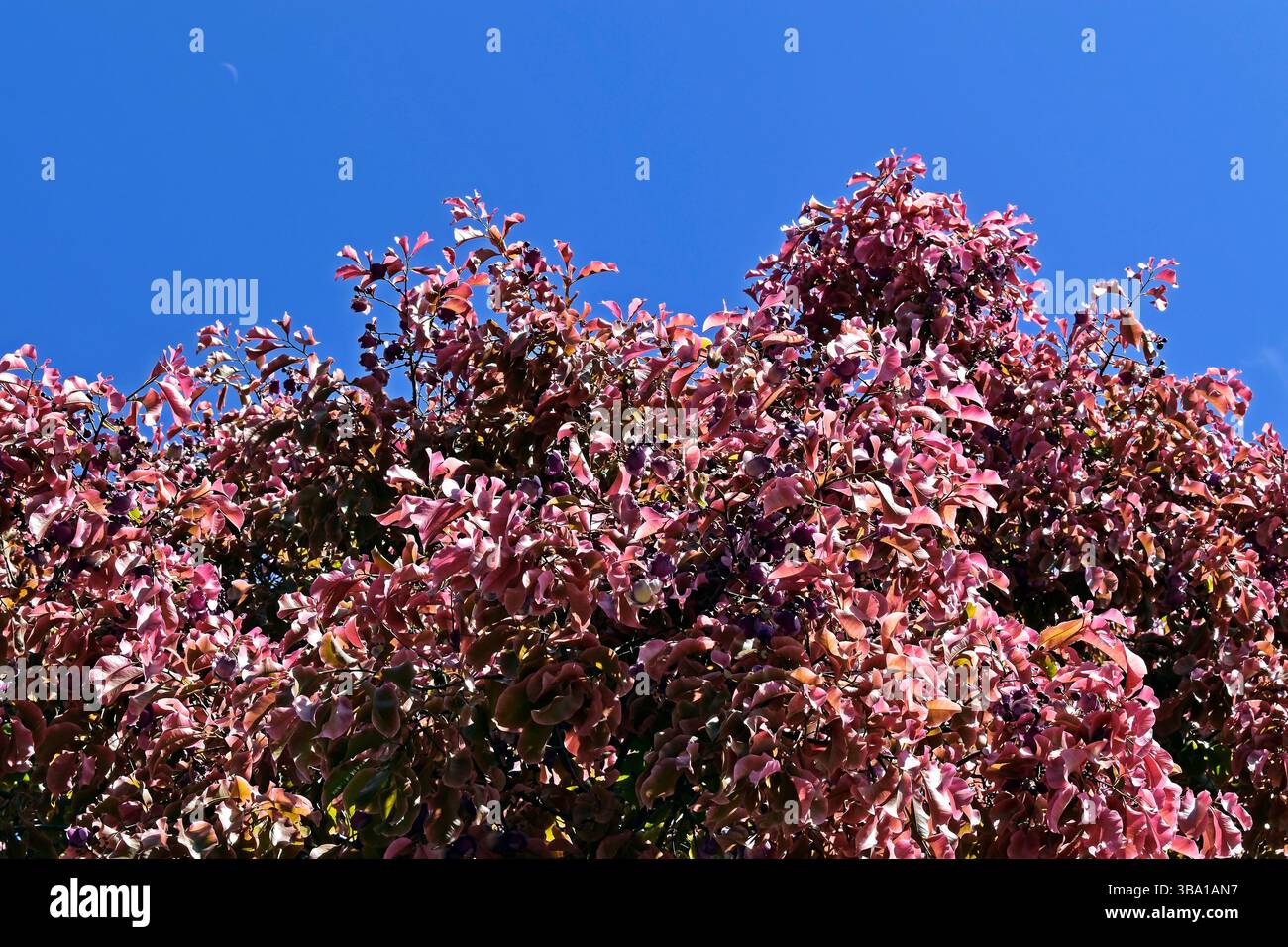 Monkey pot tree leaves (Lecythis pisonis) on tropical garden, Rio de ...