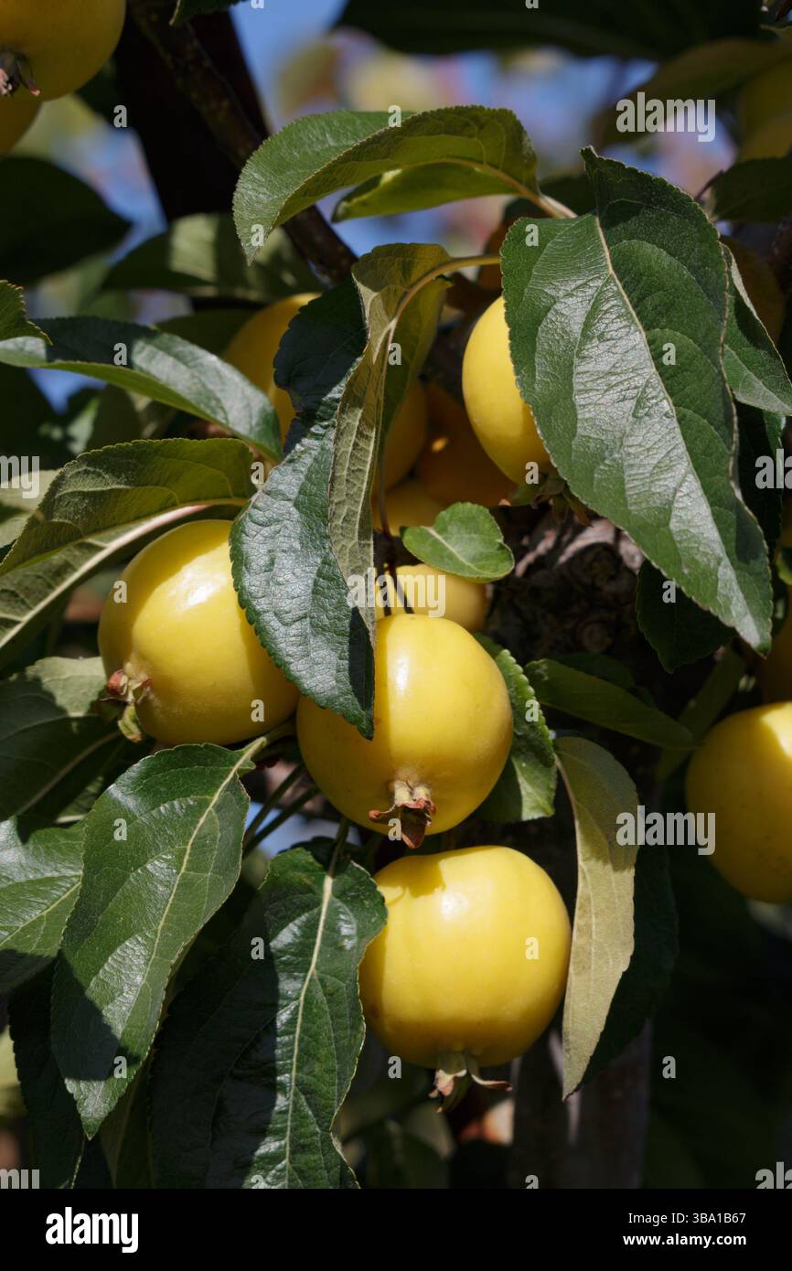 Small yellow crab apples growing on a tree branch Stock Photo - Alamy