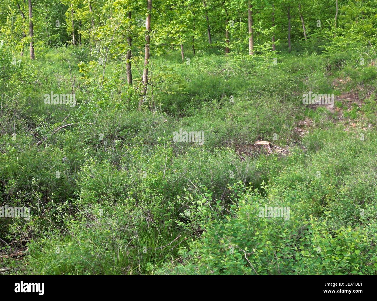 05.05.2025 Sachsen Anhalt Sachsen-Anhalt Halle Saale Luftbild ...