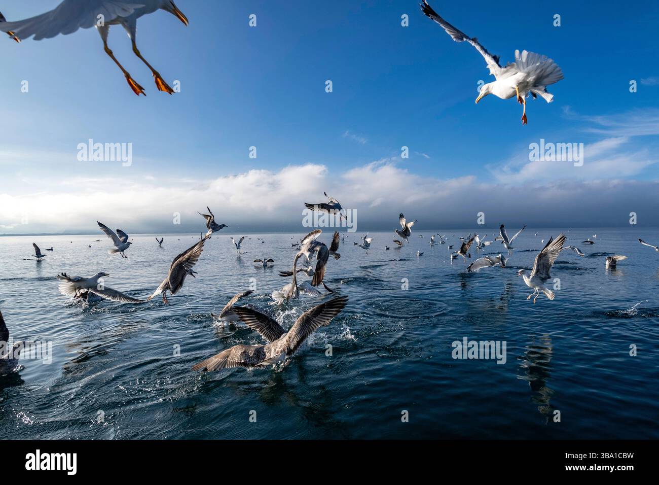 Suisse, Schweiz, Switzerland, Lac Léman, Genfer See, Geneva Lake ...