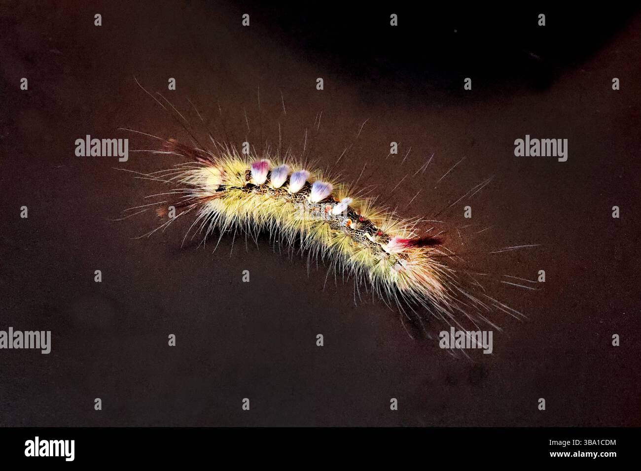 10.05.2025 Sachsen Anhalt Sachsen-Anhalt Insekten Insekt Schmetterling ...
