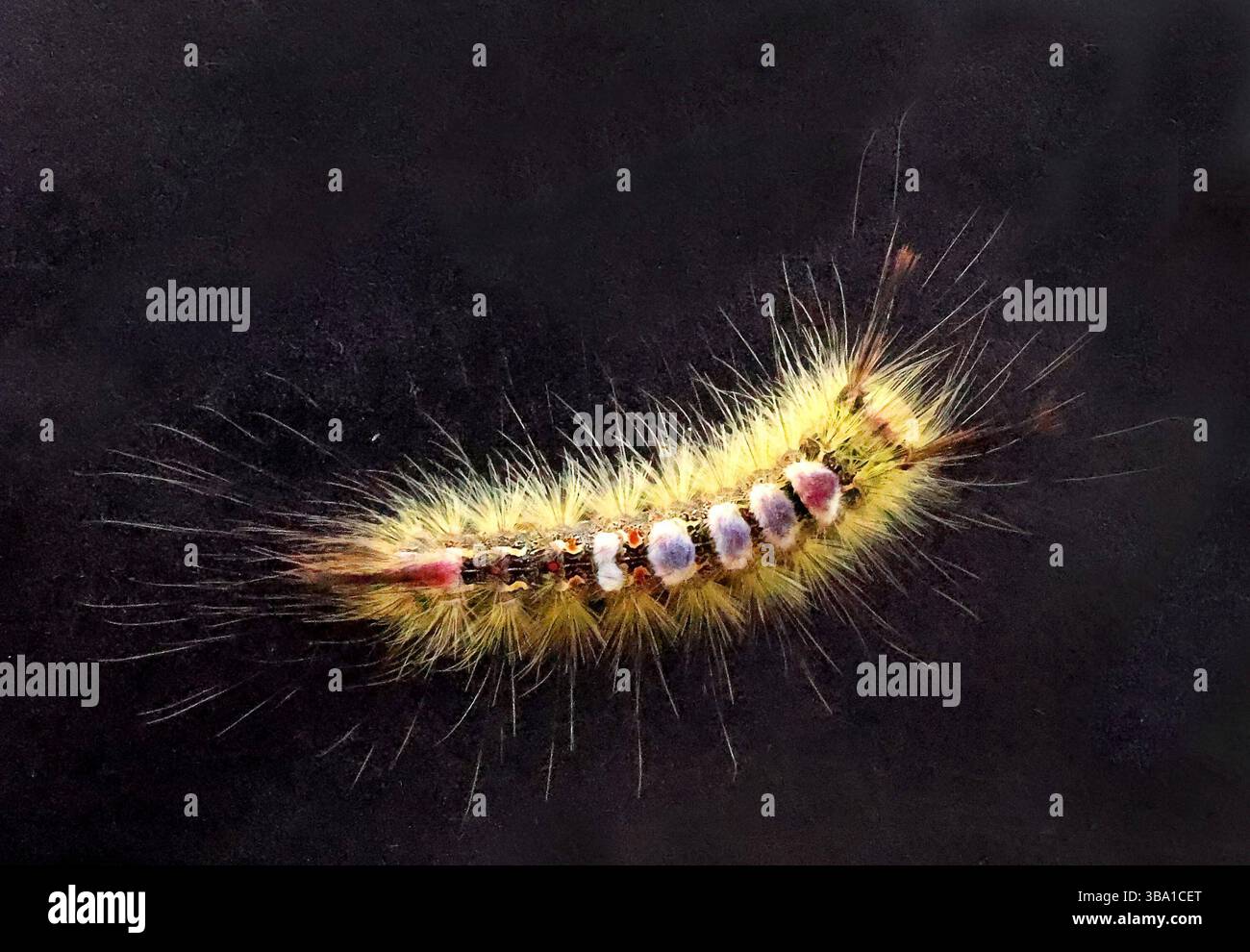 10.05.2025 Sachsen Anhalt Sachsen-Anhalt Insekten Insekt Schmetterling ...