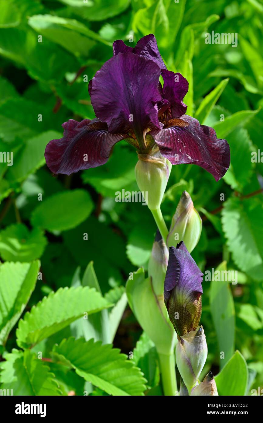 Rich purple spring flowers of bearded Iris 'Langport Wren' UK garden ...