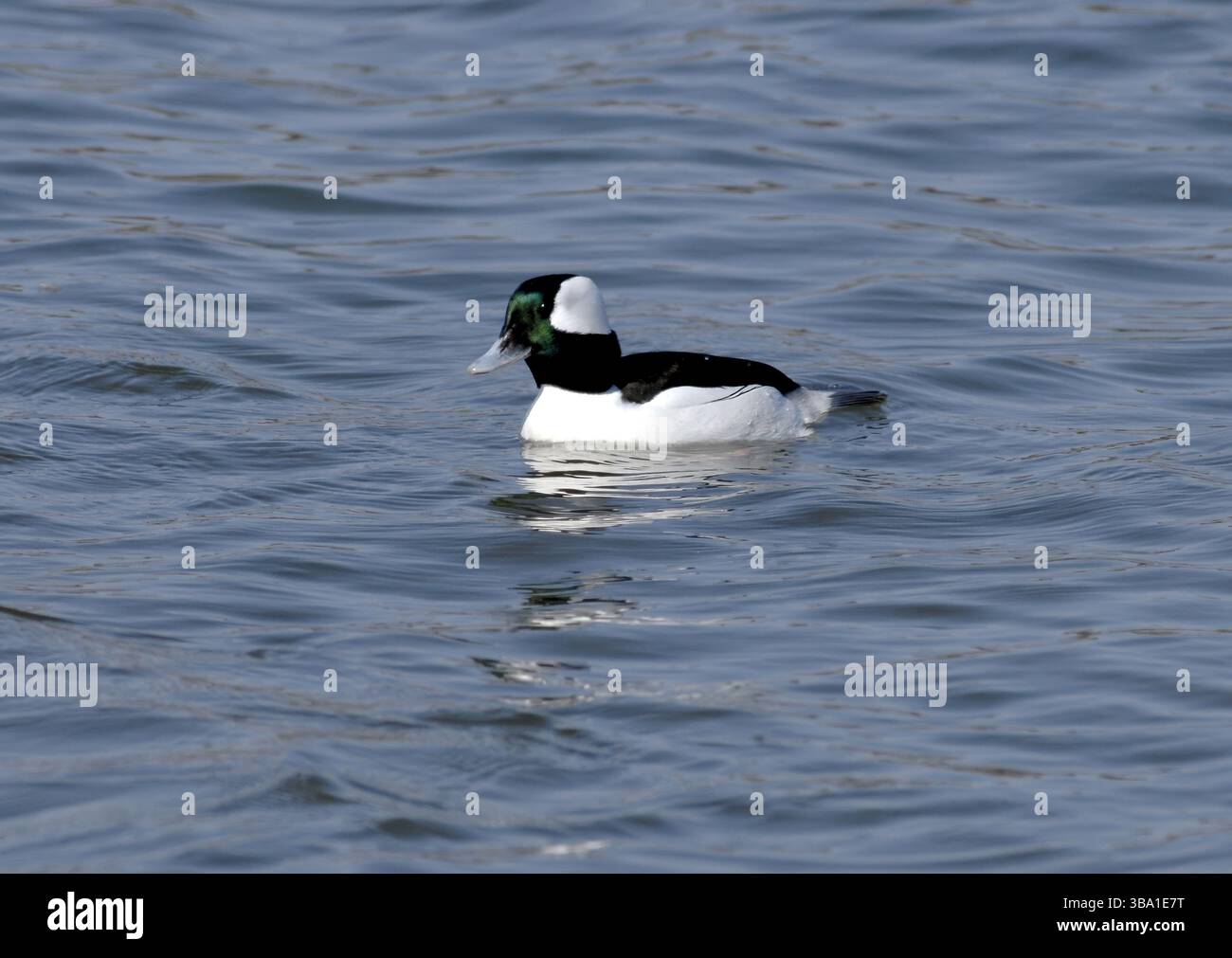 bufflehead swims on still lake water. A small diving duck with ...