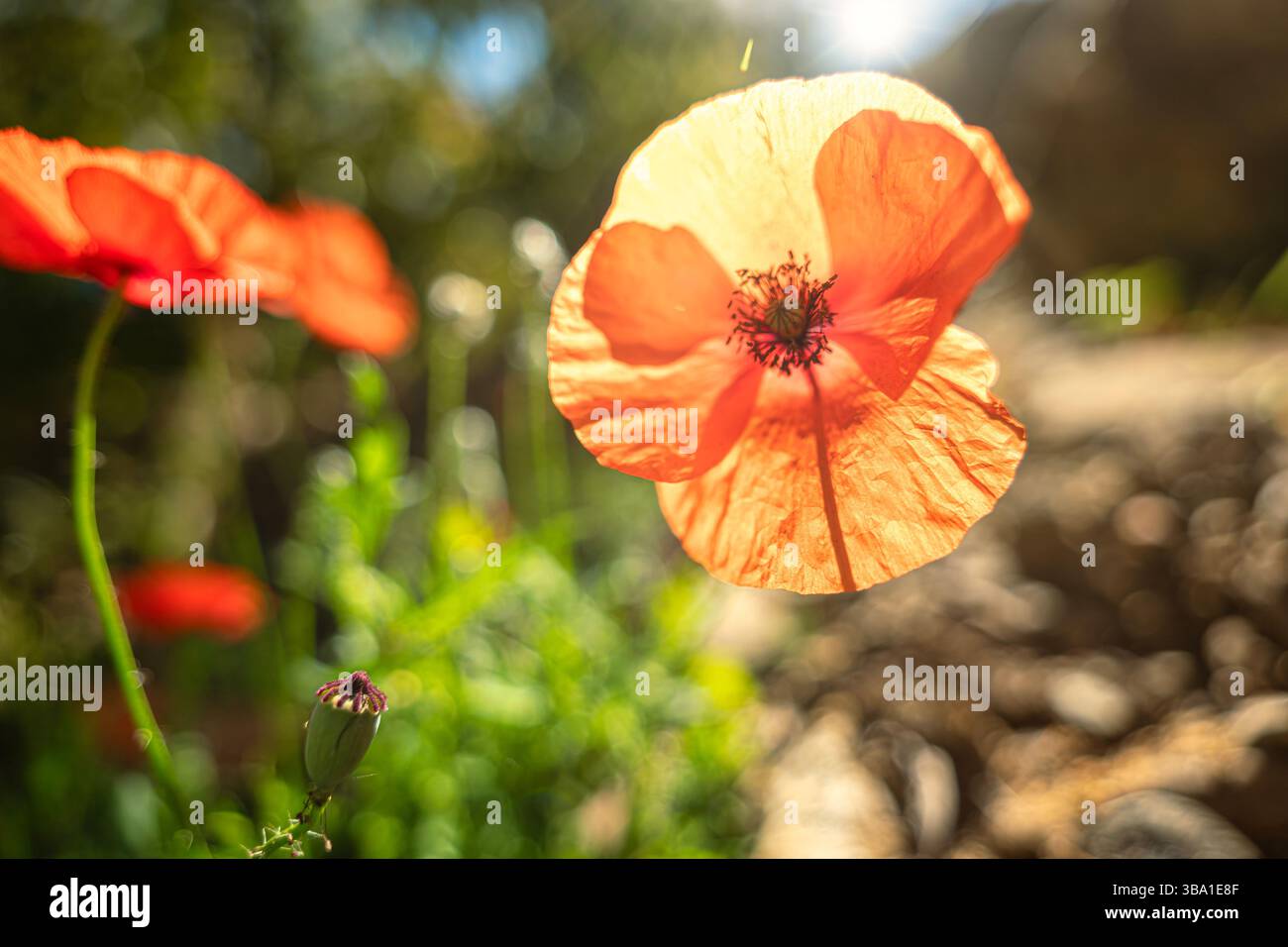 Photograph taken from the ground, showing backlit wild poppies with the ...