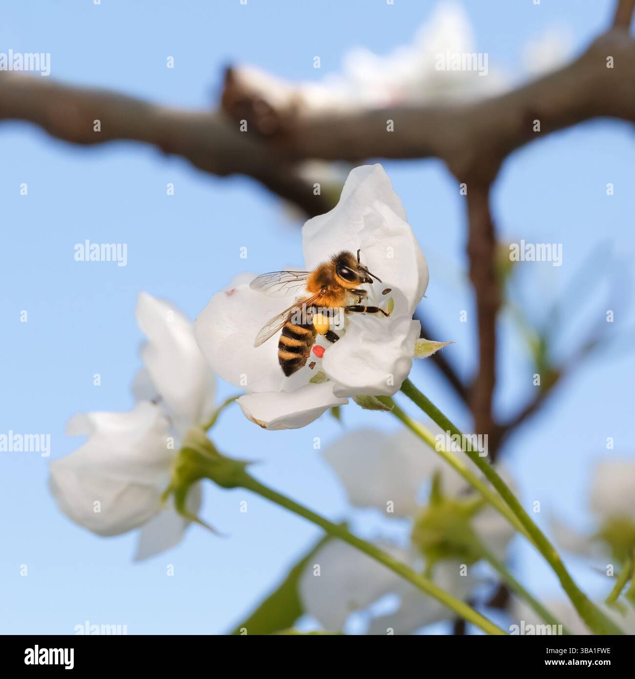 A bee collects nectar from a white cherry blossom. Macro photography of ...