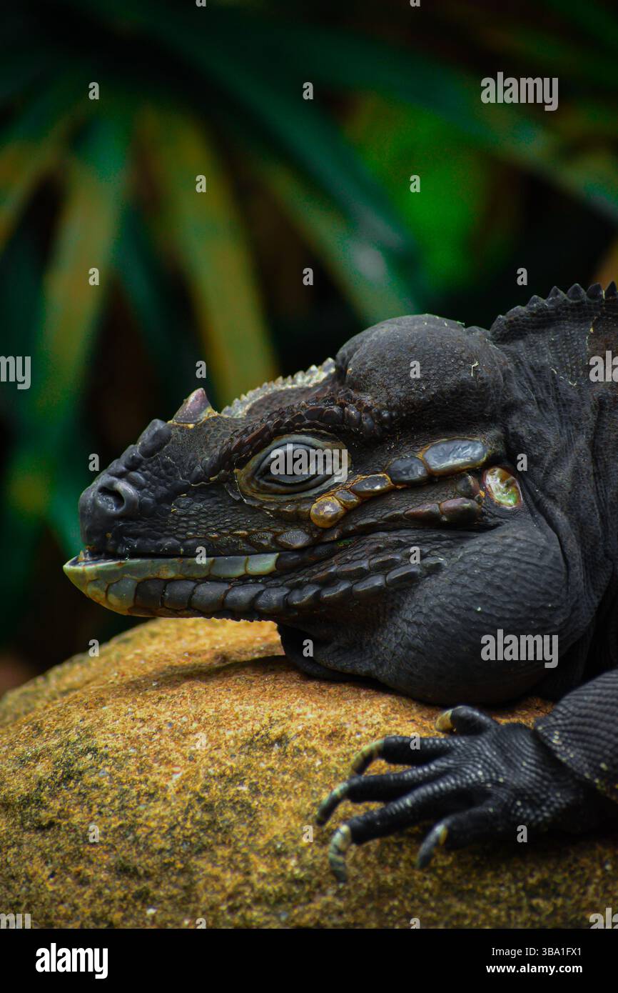 LIZARD NAMED KOMODO DRAGON Stock Photo - Alamy