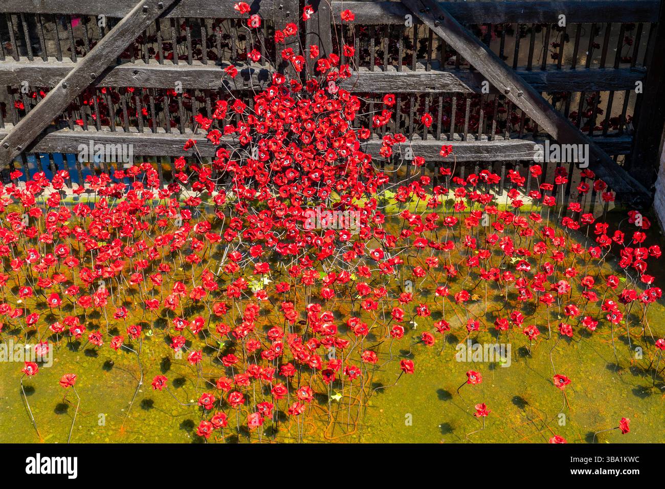LONDON, UK - MAY 11, 2025: The commemorative display of ceramic poppies ...