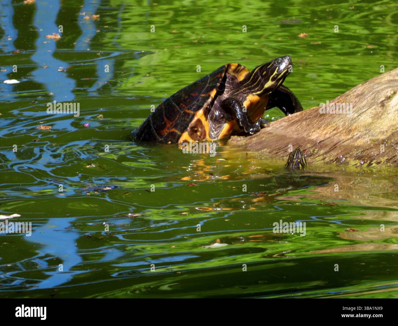 ...das Reptil unternimmt immer wieder neue Versuche, um auf den ...