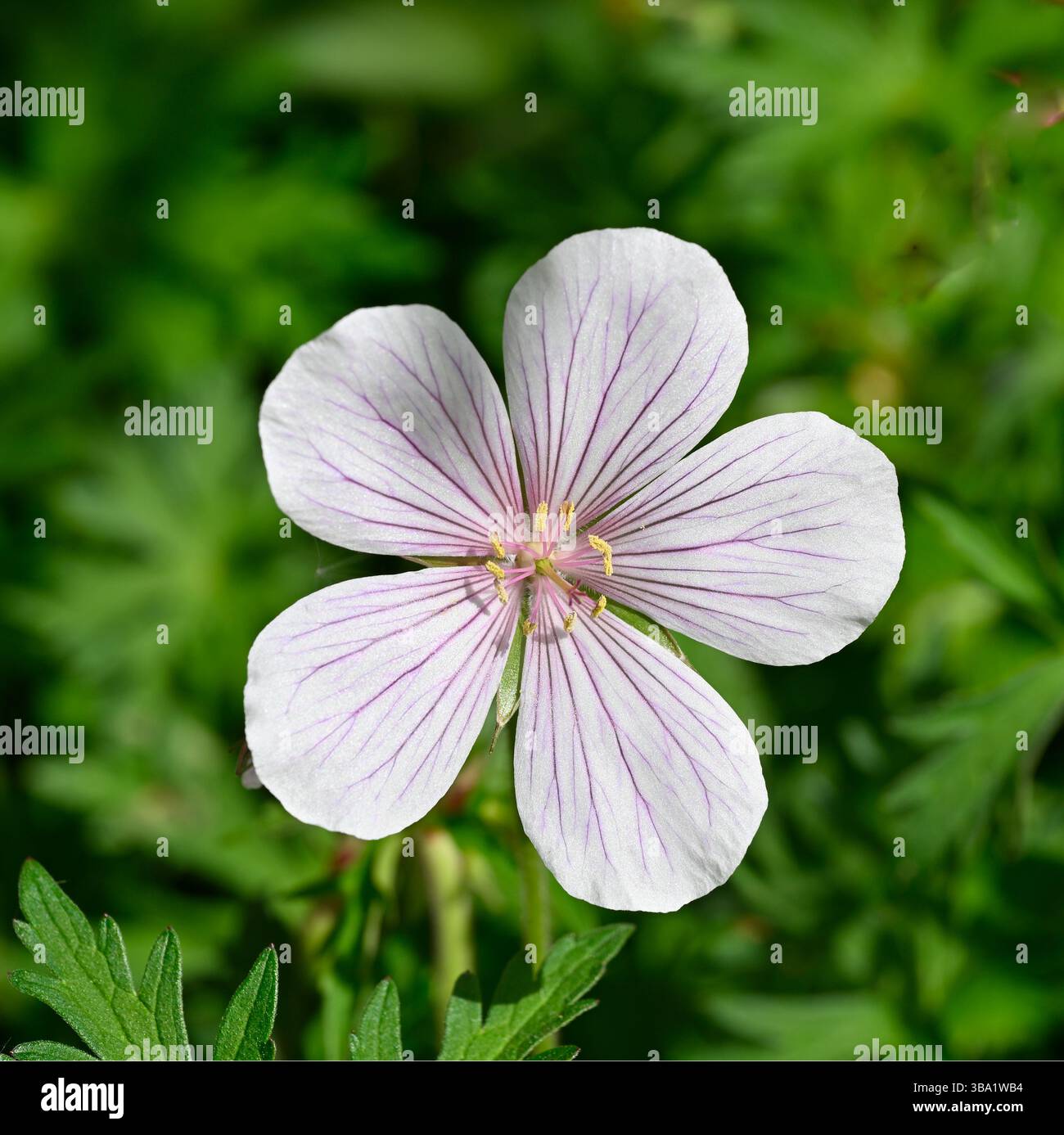 Pratense rectum album hi-res stock photography and images - Alamy